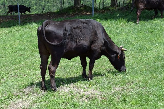 肉牛が臍（さい）ヘルニアを発症してしまう。未然に防ぐ方法はありますか？