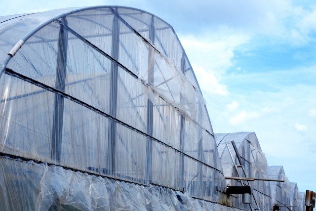 レンコンをハウス栽培したい！栽培方法を教えていただけますか？